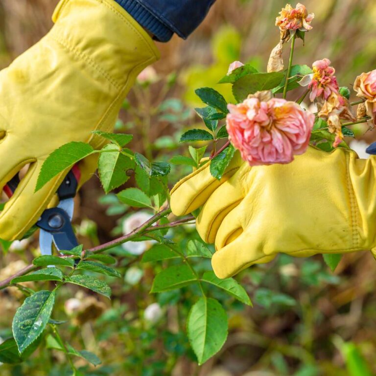 How and When to Prune Roses – Cantrell Gardens